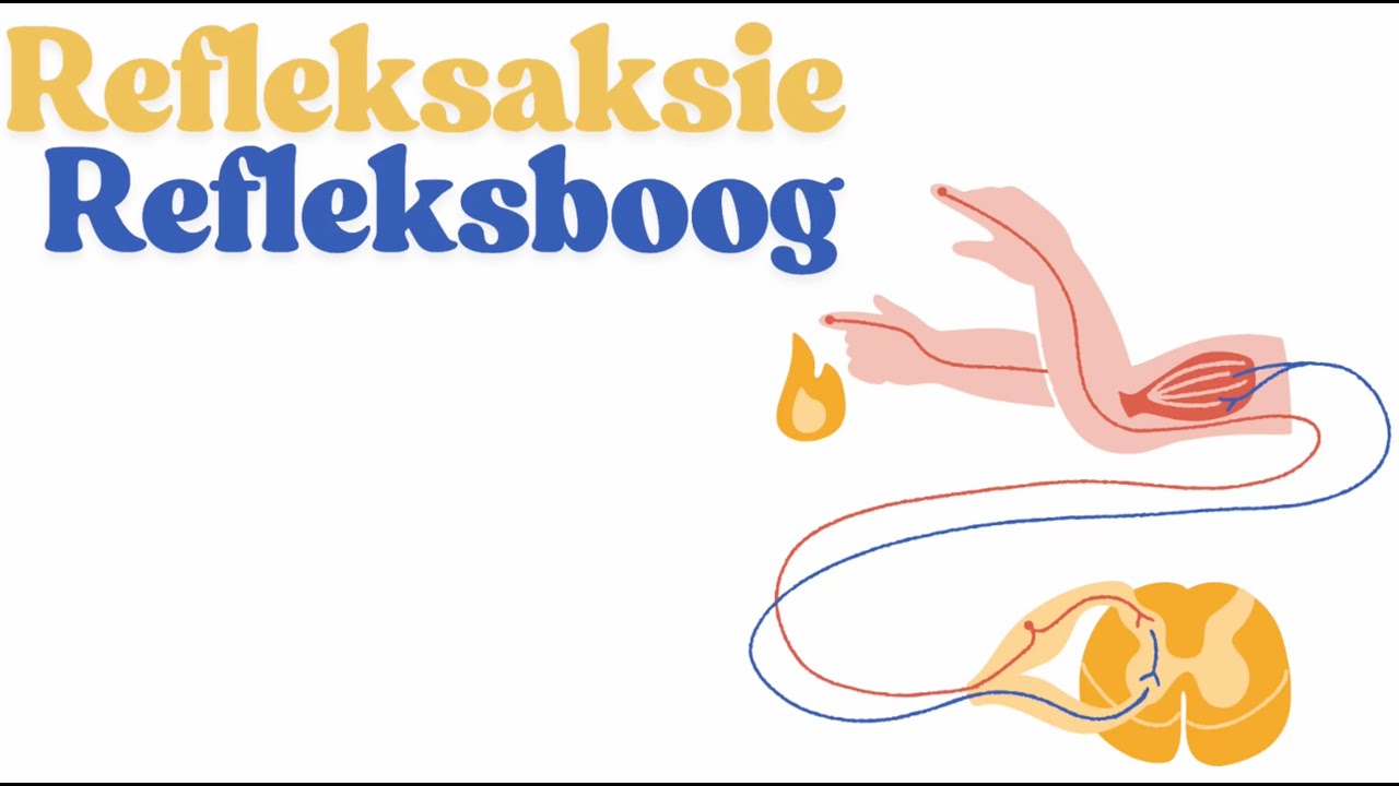 Refleksboog en Refleksreaksie (Graad 12) - YouTube