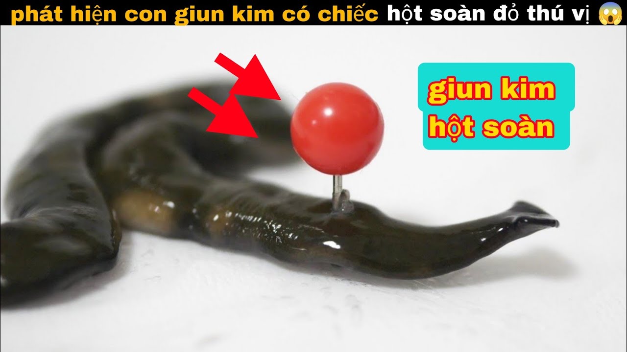 Phát Hiện Con Giun Kim Có Hột Soàn Đỏ Trên Đầu Siêu Hiếm || review giải ...