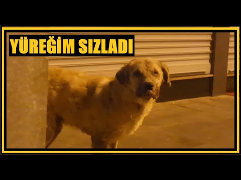 YAZIKLAR OLSUN BÖYLE İNSANLARA BÖYLE HAYVAN SEVGİSİNE #sokakköpekleri