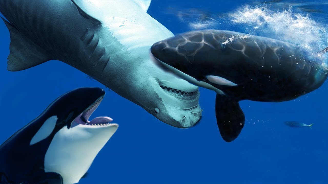 Orca vs. prey: Who will come out on top in this epic battle? - YouTube