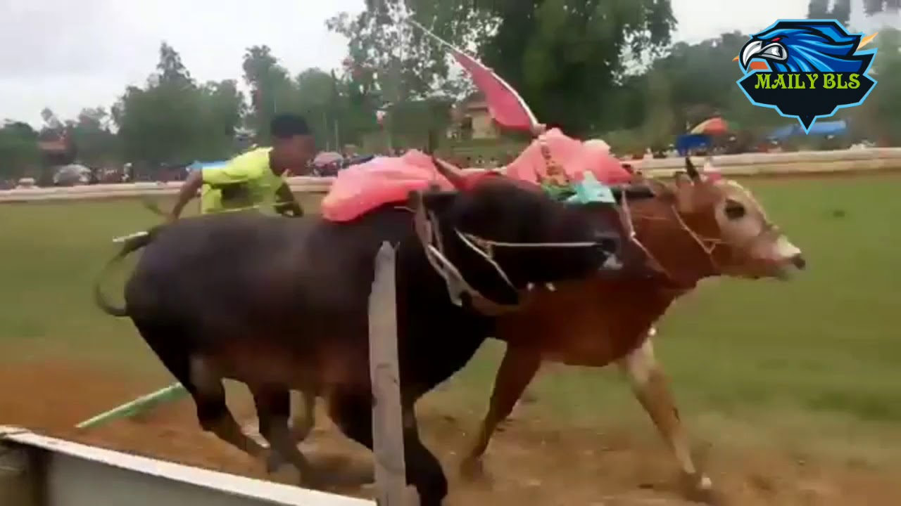 lomba kerapan sapi madura/di tanah mirah bangkalang - YouTube
