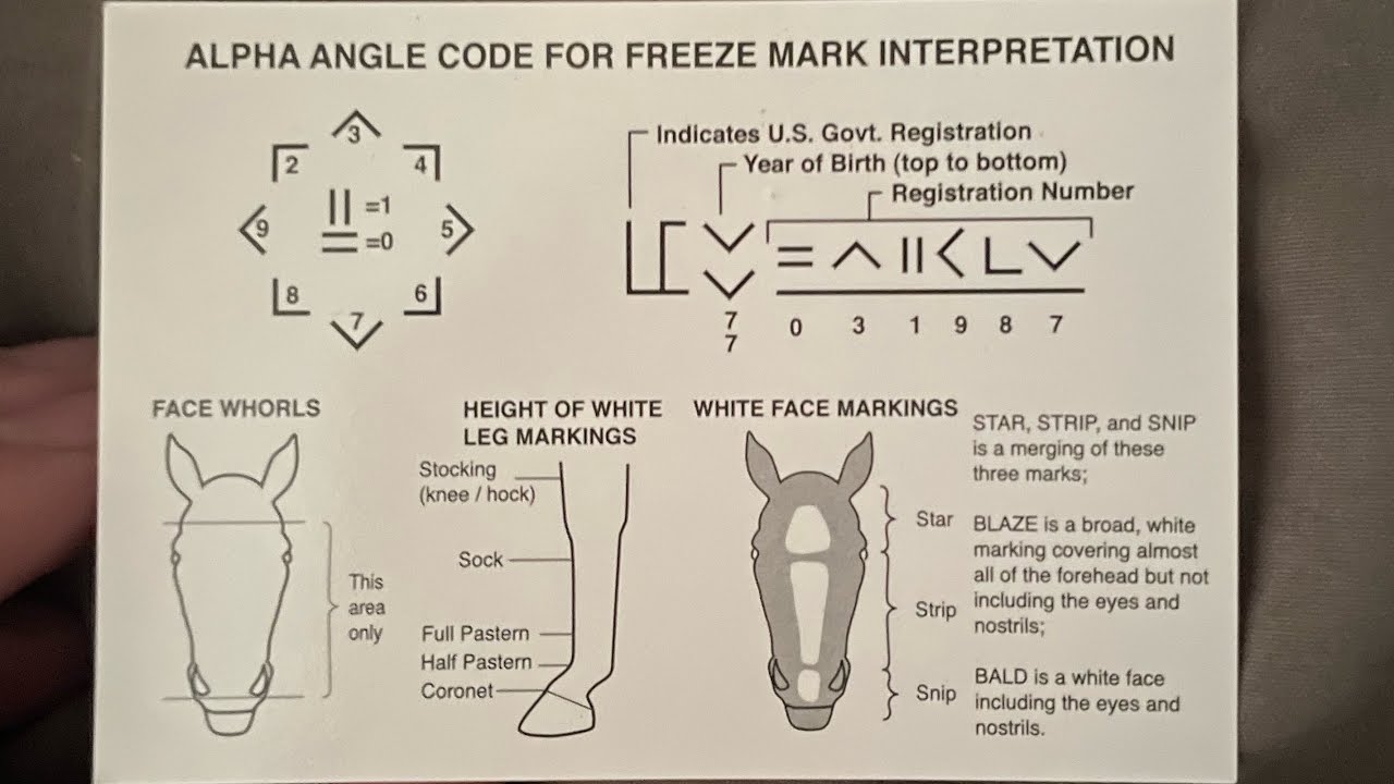 Understanding the mustang brand - YouTube