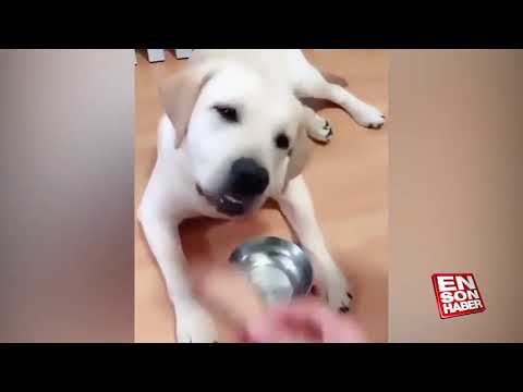 Arkadaşıyla Dalga Geçilmesine İzin Vermeyen Köpek