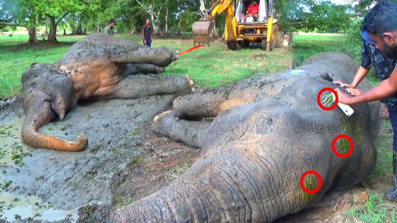 Elephant Found with Several Injuries in Skull, Seeking Help | The Wild ...