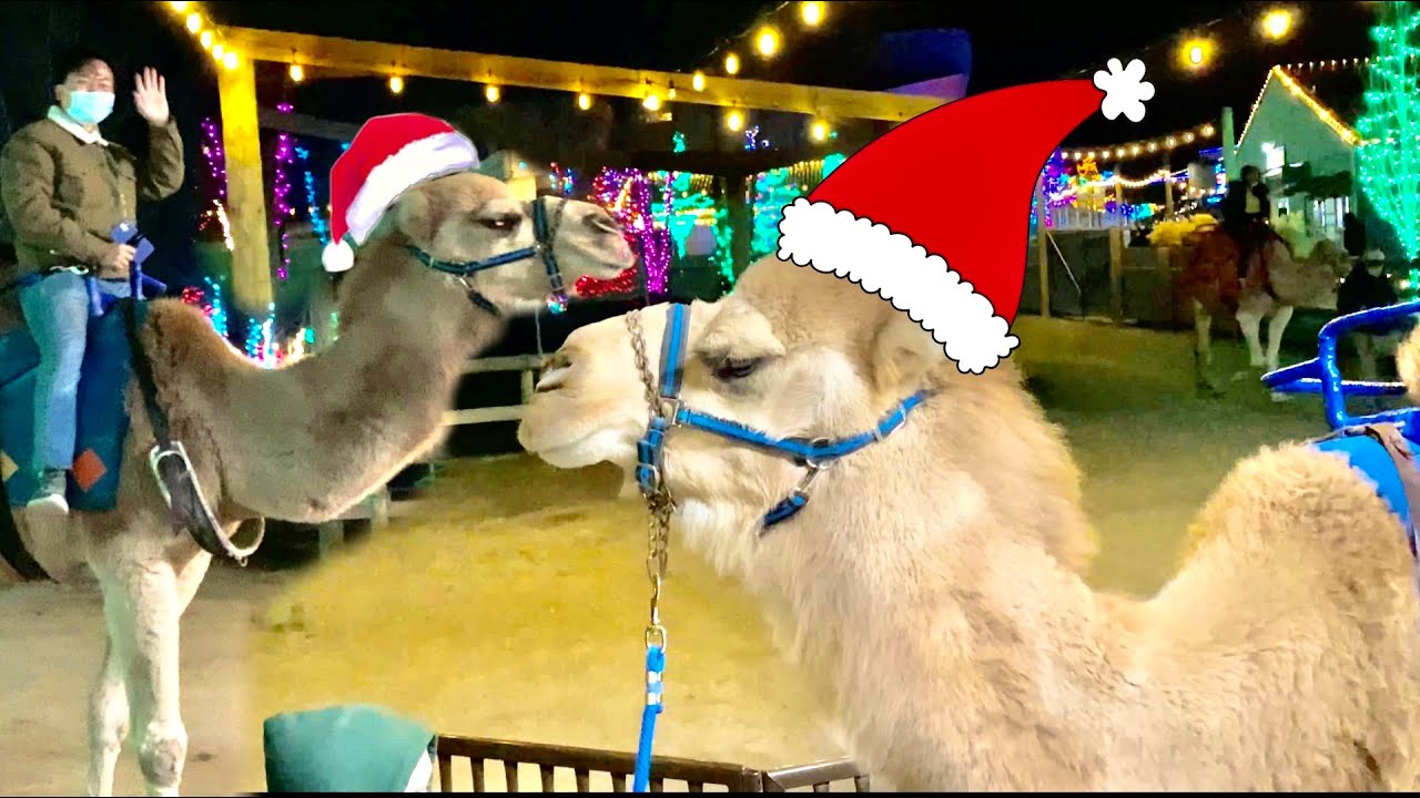 Camel Ride (Christmas at Ark Encounter 2020) - YouTube