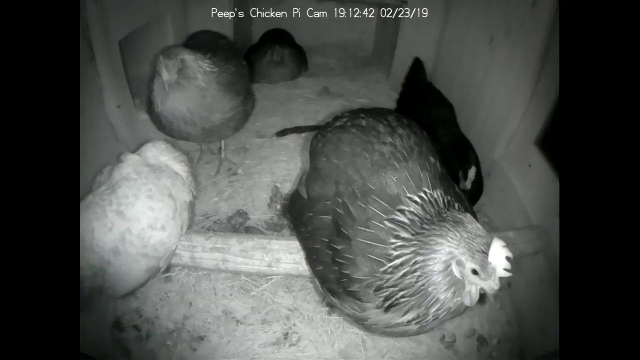 Peep's Chicken Pi Cam Live Stream - YouTube