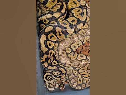 Hoping for some Sunset Ball Pythons from this Lock! #shorts - YouTube