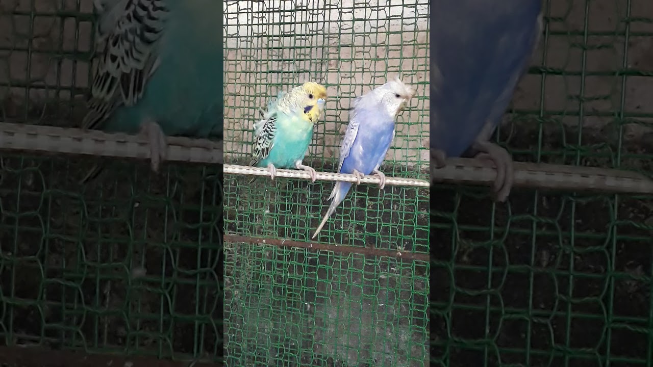 JAPANESE HAGOROMO BUDGERIGARS - YouTube