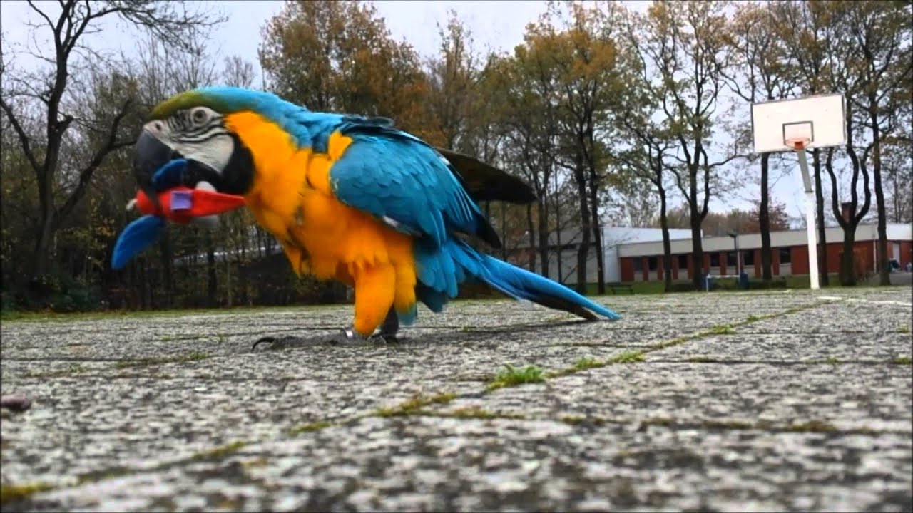 Macaw parrot fetches his hug - YouTube
