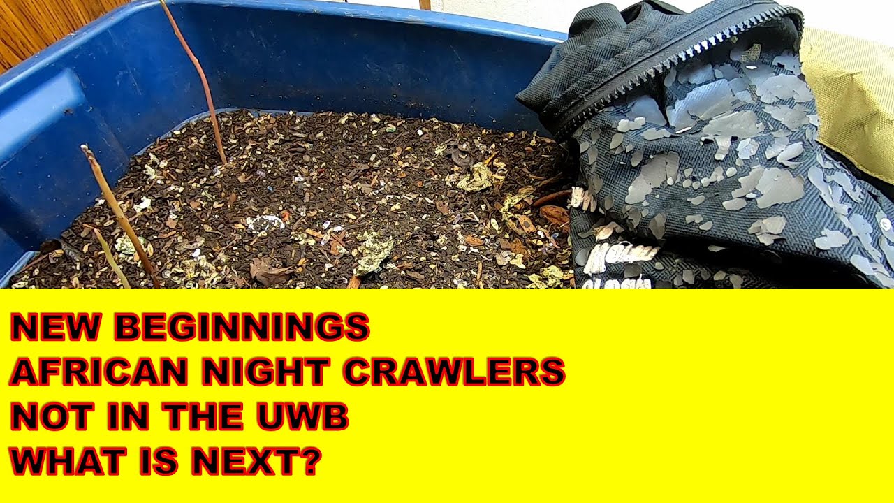 AFRICAN NIGHT CRAWLERS NEW HOME - YouTube