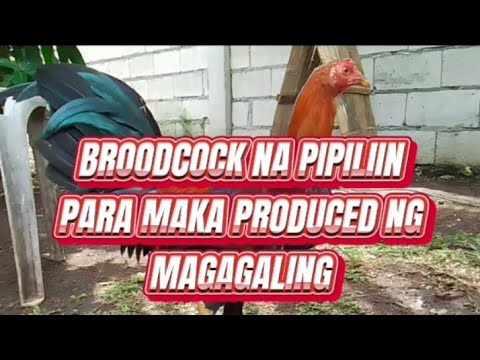 BROODCOCK NA PIPILIIN, PARA MAKA PRODUCED NG MAGAGALING #chicken # ...