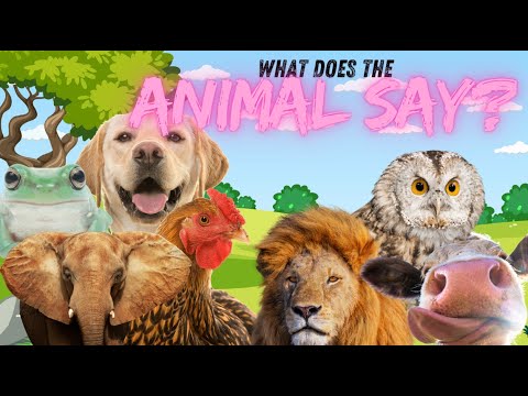 🎶 What Do the Animals Say? (Animal Remix)🦁🐄🐘🦉🐔🐸🐕 - YouTube