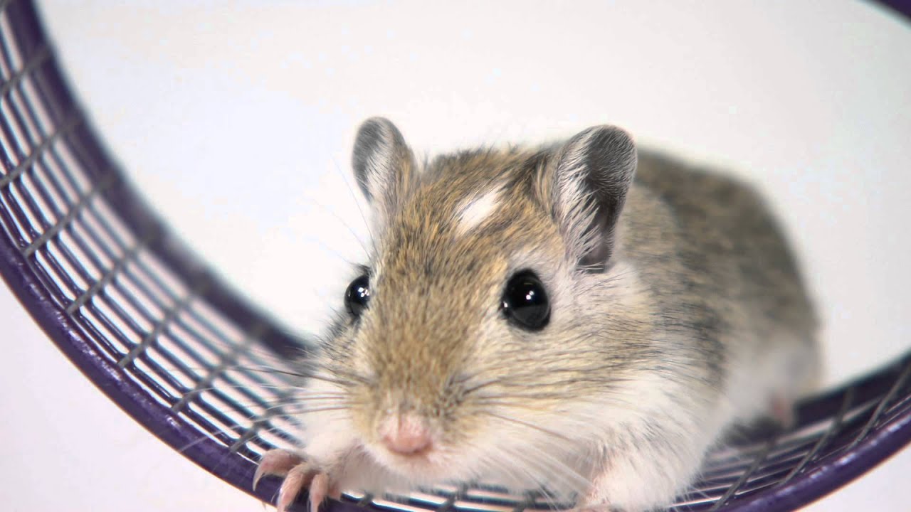 It's Your Kid Not a Gerbil trailer, by Kevin Leman - YouTube