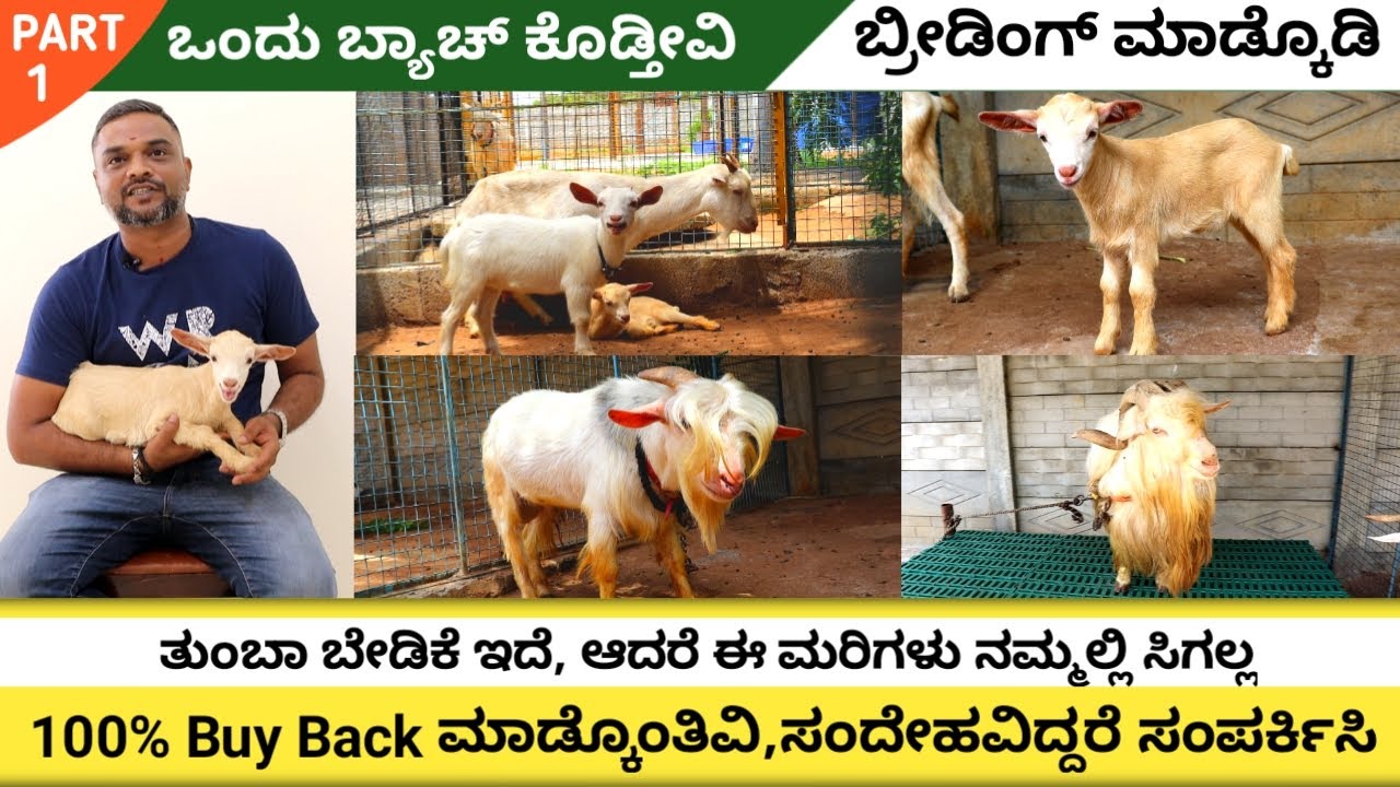 Smallest Lilliput goats in Karnataka | Bantam goats | Zing goats | Goat ...