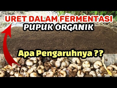Dampak Kehadiran Uret Pada Proses Fermentasi Pupuk Organik Dan Pengaruhnya Pada Tanaman