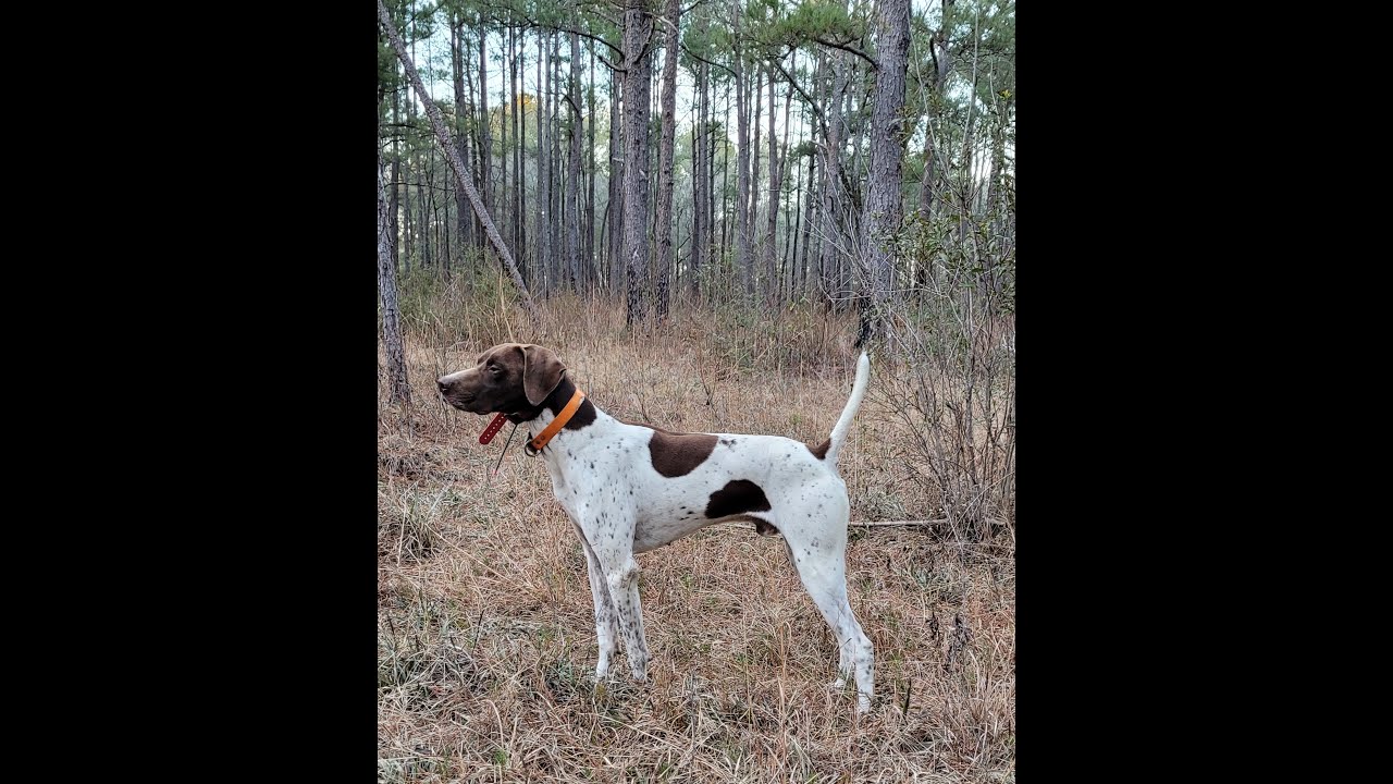 Quail Hunt South Carolina 2023 - YouTube