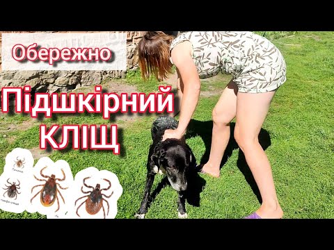 Підшкірний кліщ, лікувальна процедура