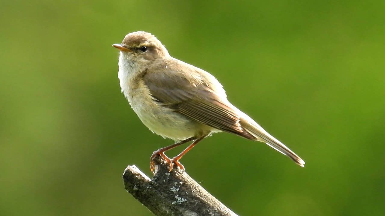 Budníček menší, Common Chiffchaff, Zilpzalp, Tjiftjaf, Pouillot fitis ...