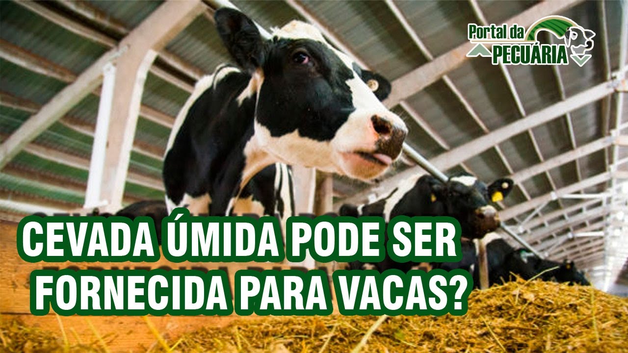 Cevada úmida pode ser fornecida para vacas? - YouTube