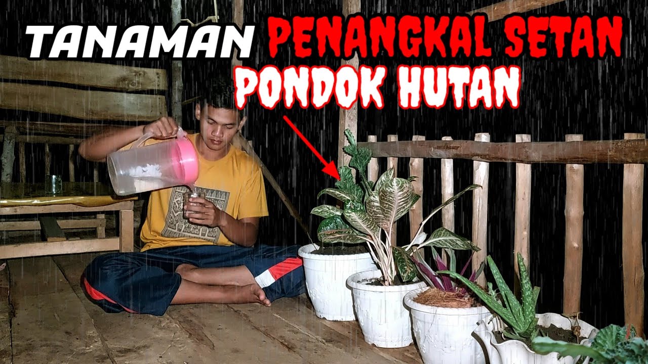 HUJAN MALAM DI PONDOK HUTAN TANAM BUNGA PENANGKAL SETAN TUK HIASI ...