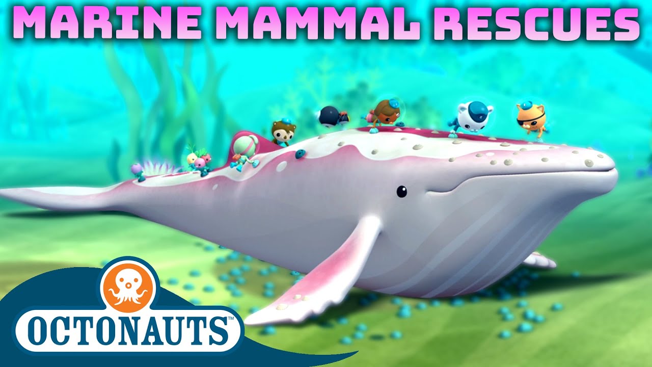 @Octonauts - Marine Mammal Rescues 🐋⛑️ | 60 Mins+ Compilation ...