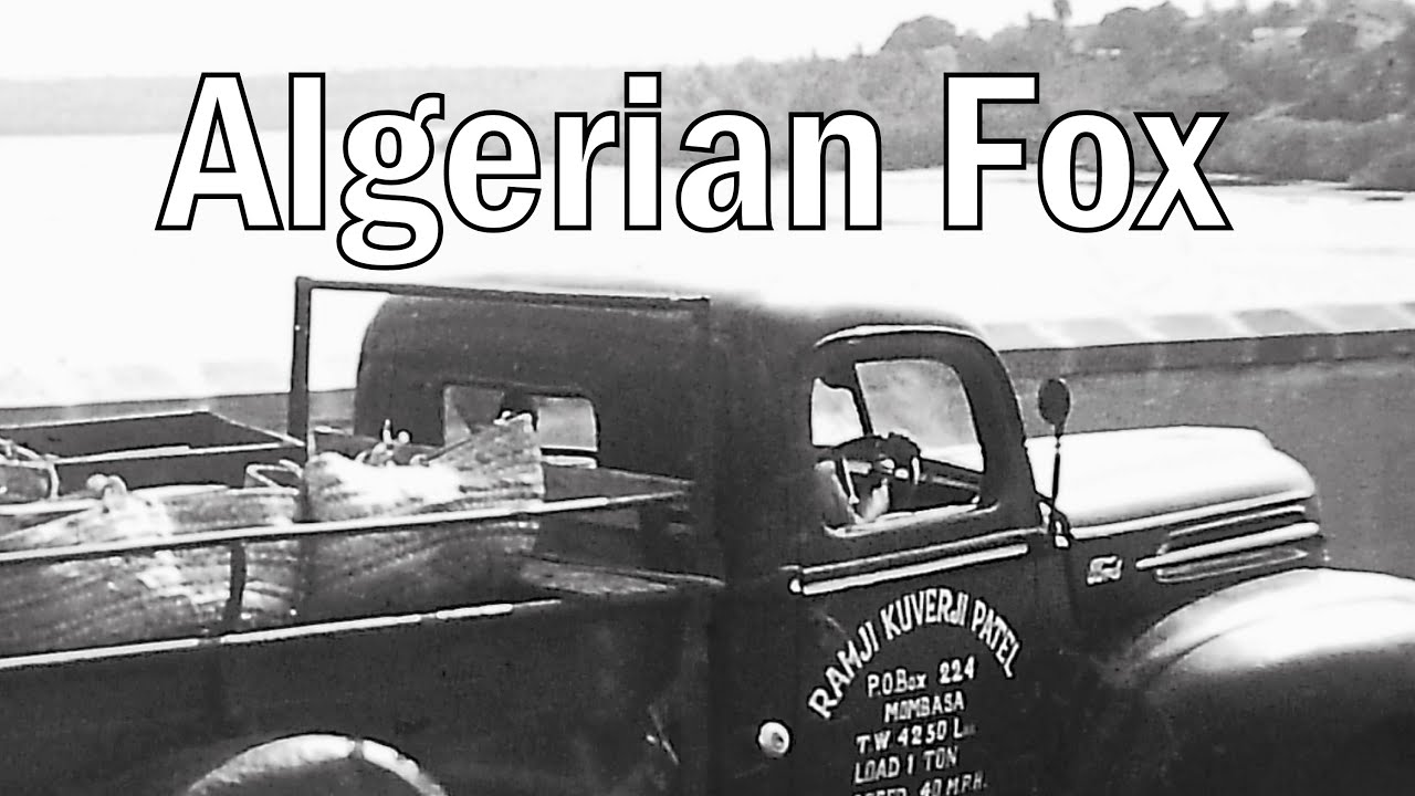 Algerian Fox · Simone Copellini - YouTube