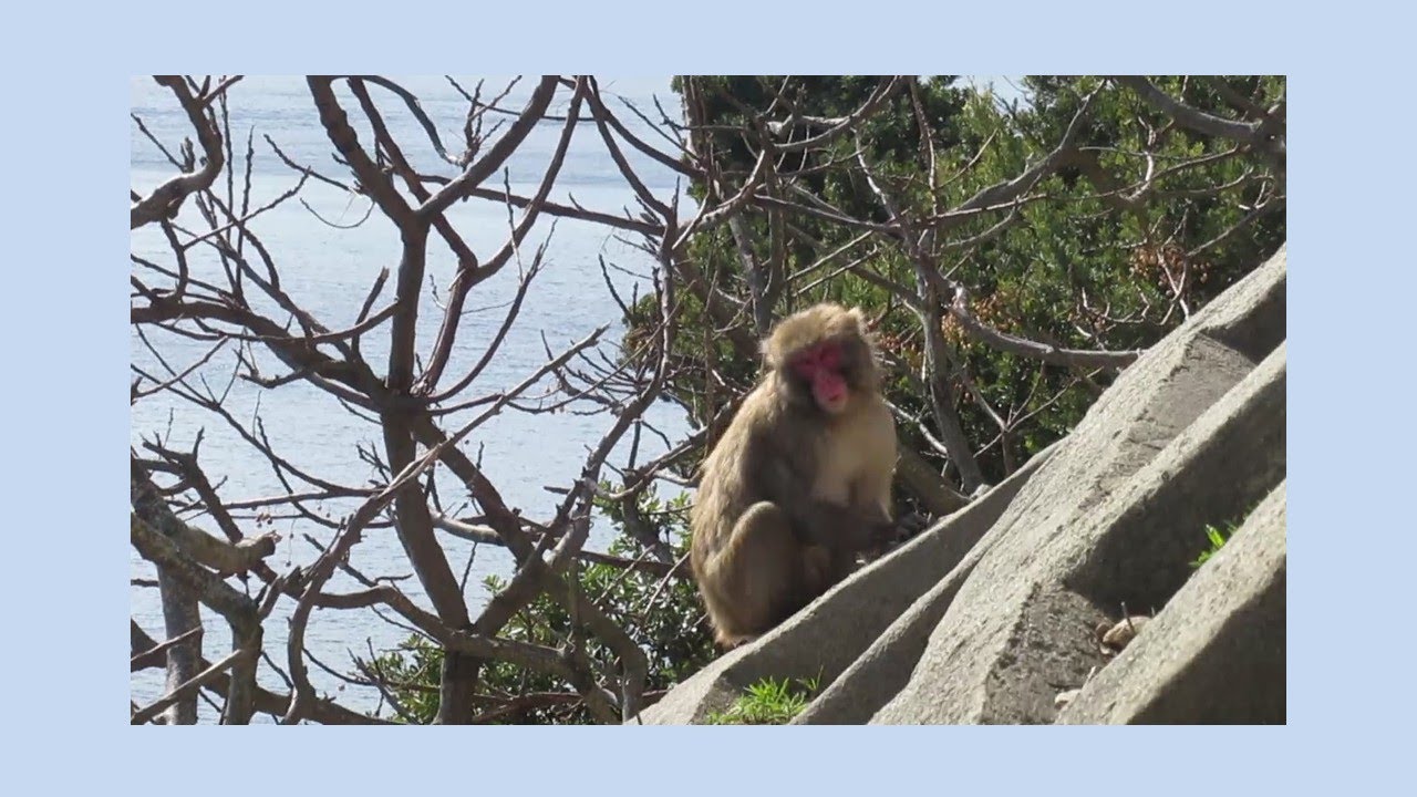 淡路ザルの穏やかさに関する考察 Thoughts on the calmness of Awaji monkeys 葉ッピー動物園1549 ...