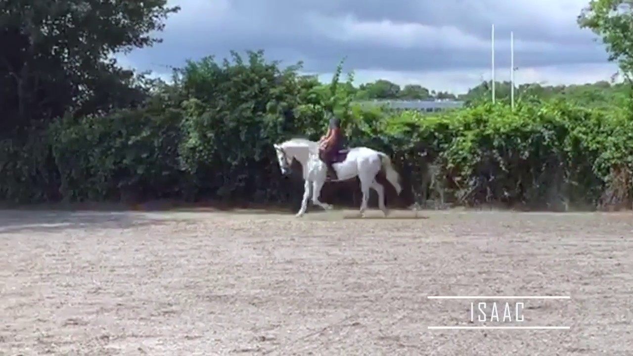 Isaac, 2013 KWPN Gelding by Zirocco Blue - Flatwork - YouTube