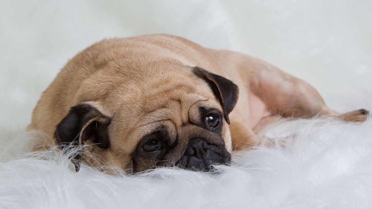 Pug Ear Care Essential Tips for Preventing Ear Infections - YouTube