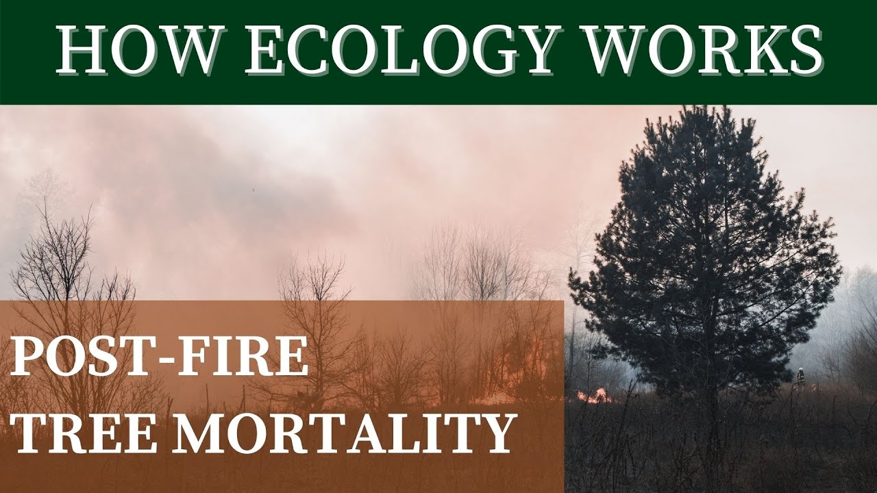 POST-FIRE TREE MORTALITY | How Ecology Works - YouTube
