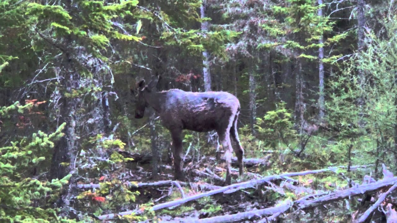 Moose without antlers in Errol, NH. Tuesday May 14, 2013 - YouTube