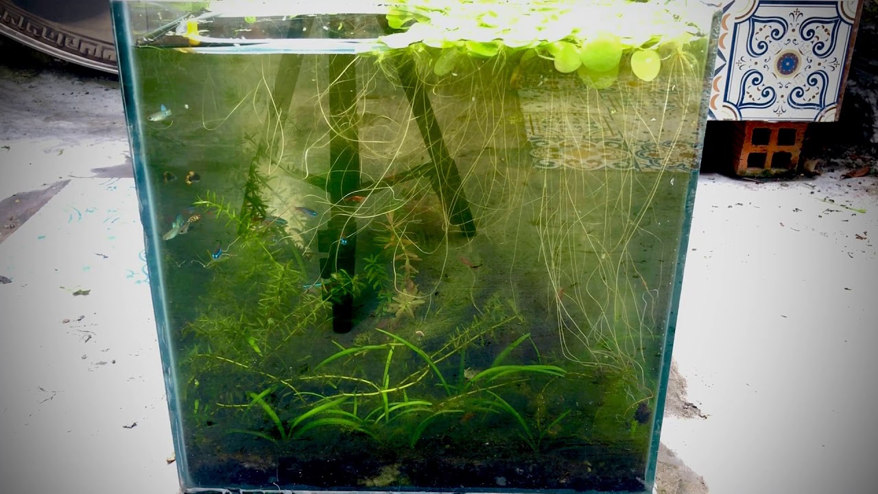 OUTDOOR FISH TANK- DESPACITO - YouTube