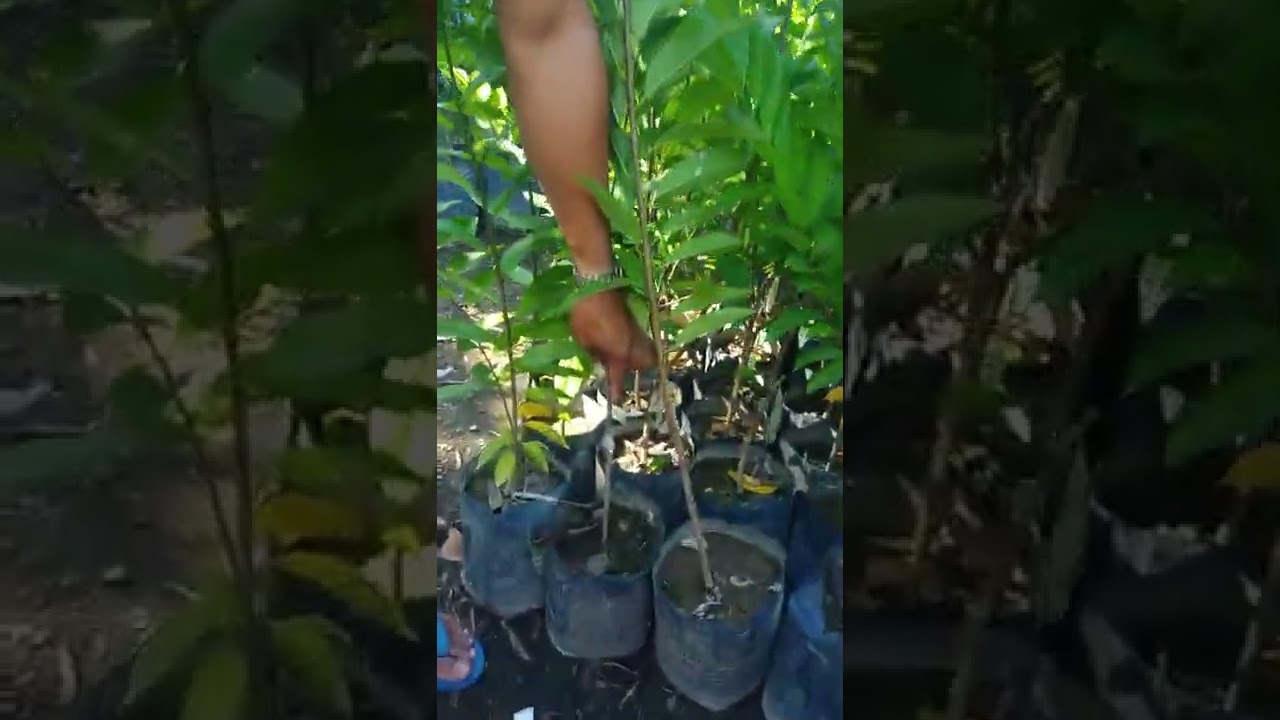 A bunch of Sweet Catimon Mango Fruit (Grafted) - YouTube