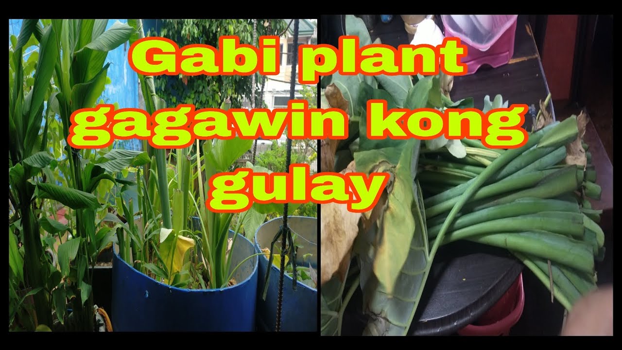 Gabi plant gagawin kong Gulay || Joemaps tv - YouTube