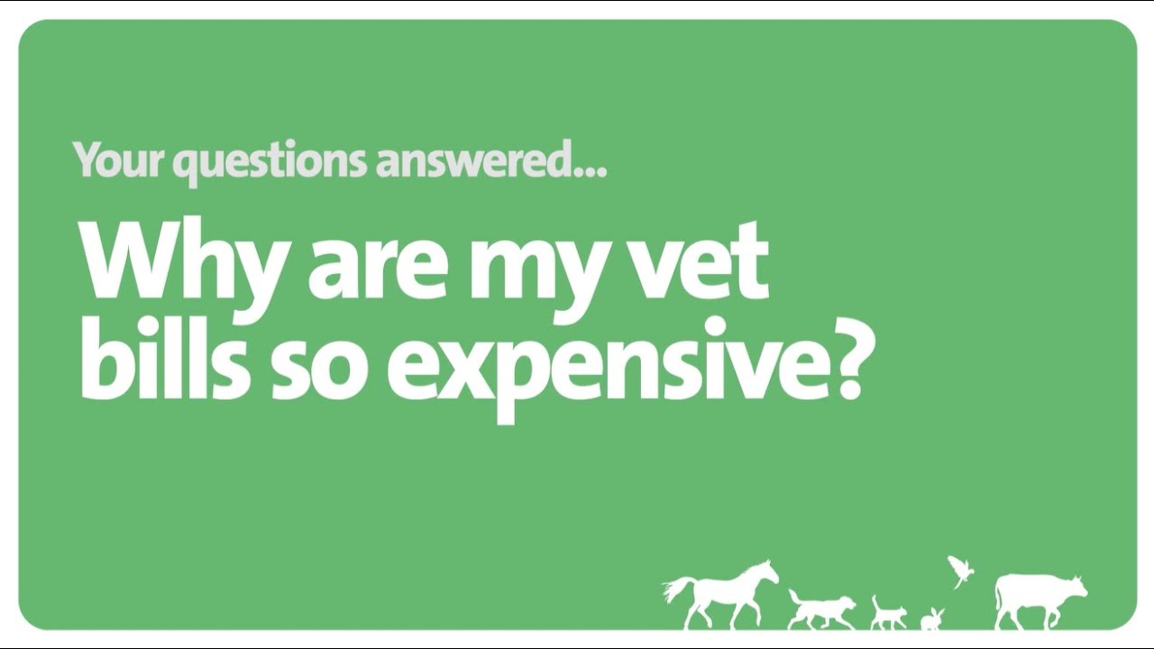 Why are my vet bills so expensive? | IVC Evidensia - YouTube