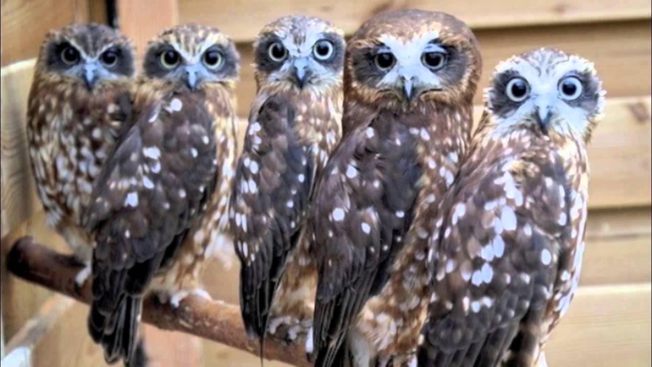 "Tandem Hammers" - Parliament - YouTube