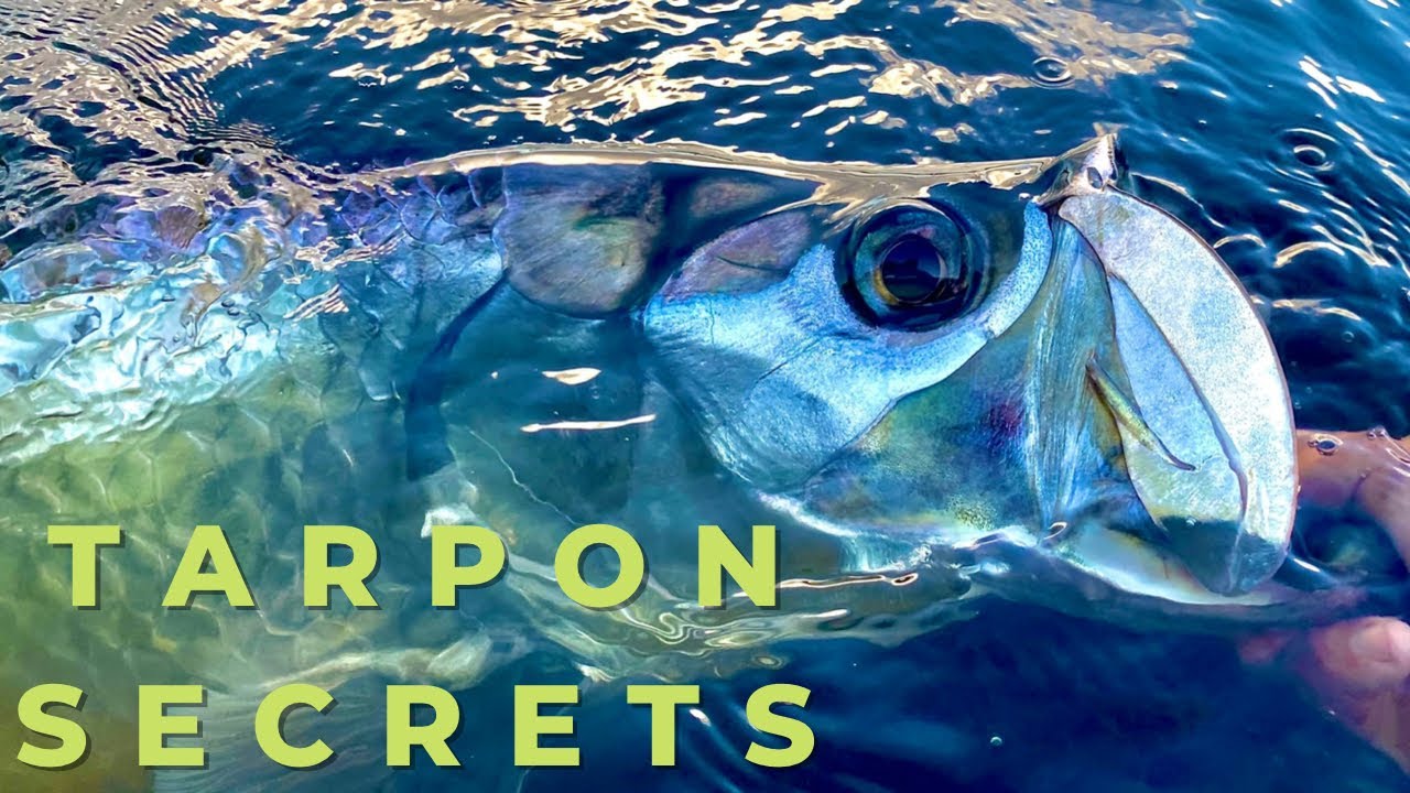 Tarpon GUARANTEED? Here's How To Do It In 3 Easy Steps! - YouTube