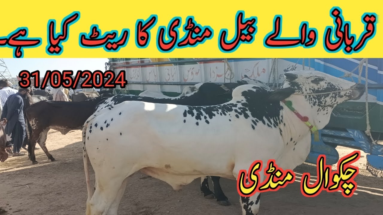 Chakwal Mandi Qurbani bulls price information | Chakwal Mandi ke latest ...