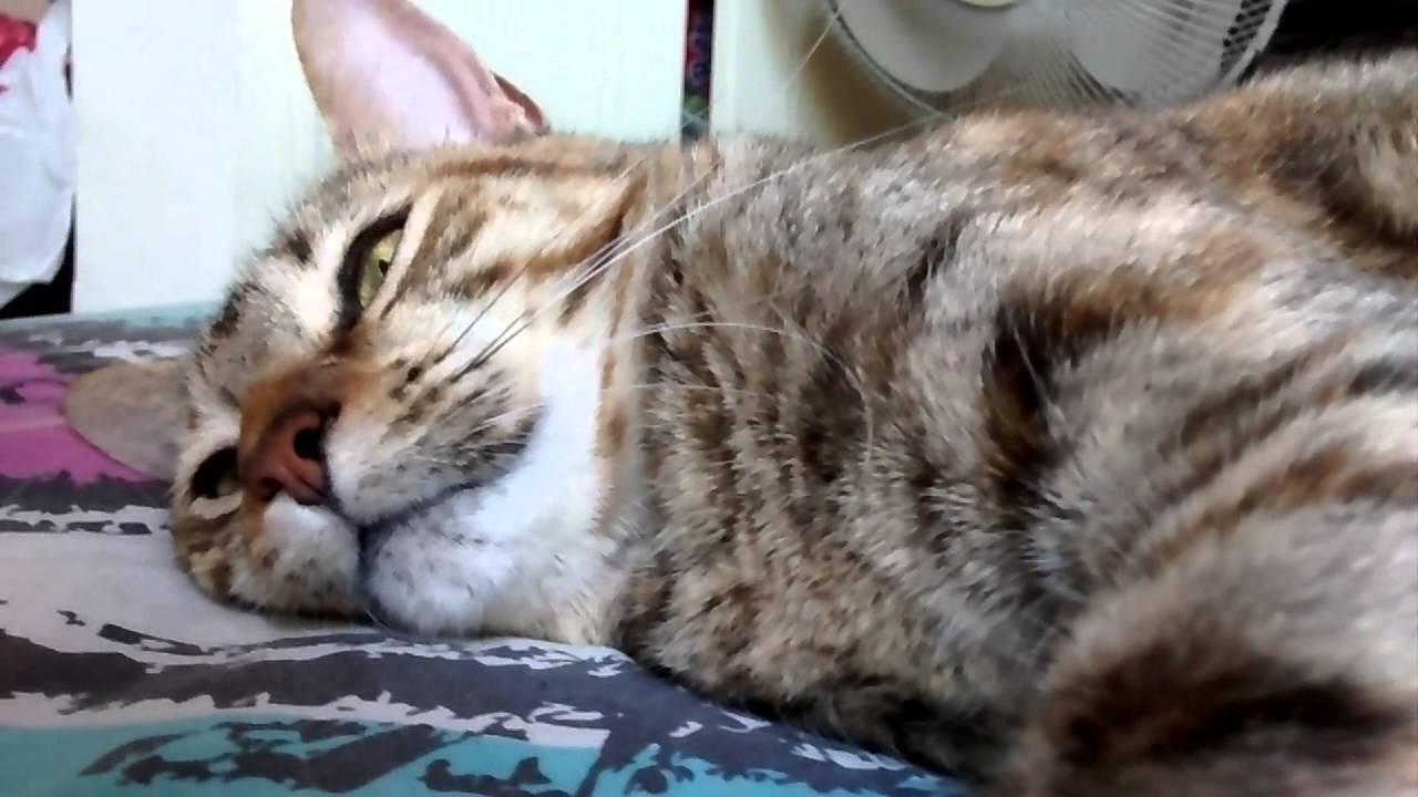 Gato habla, gatita responde a un estornudo - YouTube