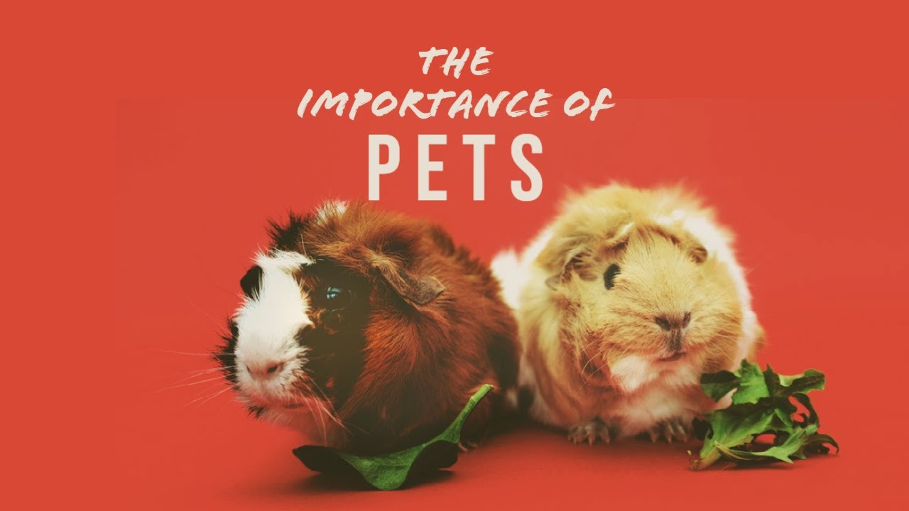 PET TAMING | FROM WILD NATURE WON BY KINDESS - YouTube