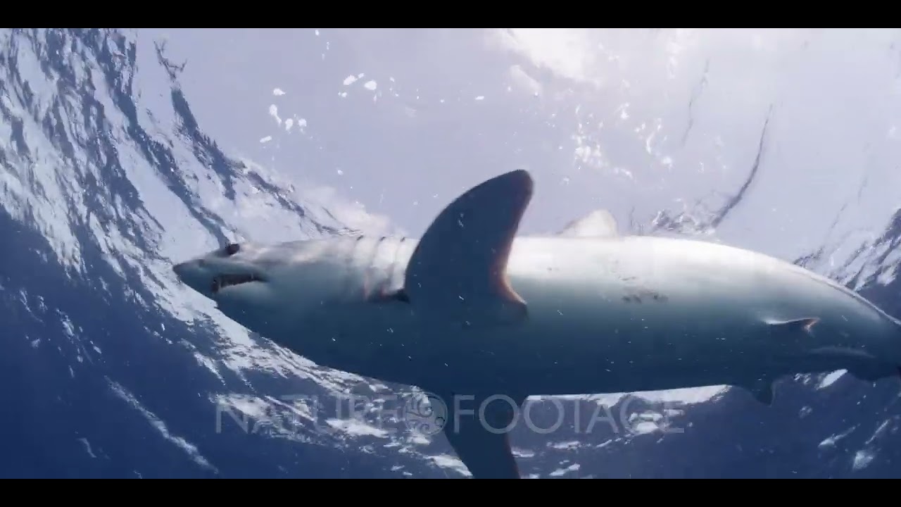 A Short Fin Mako swims in clear blue tropical water - YouTube