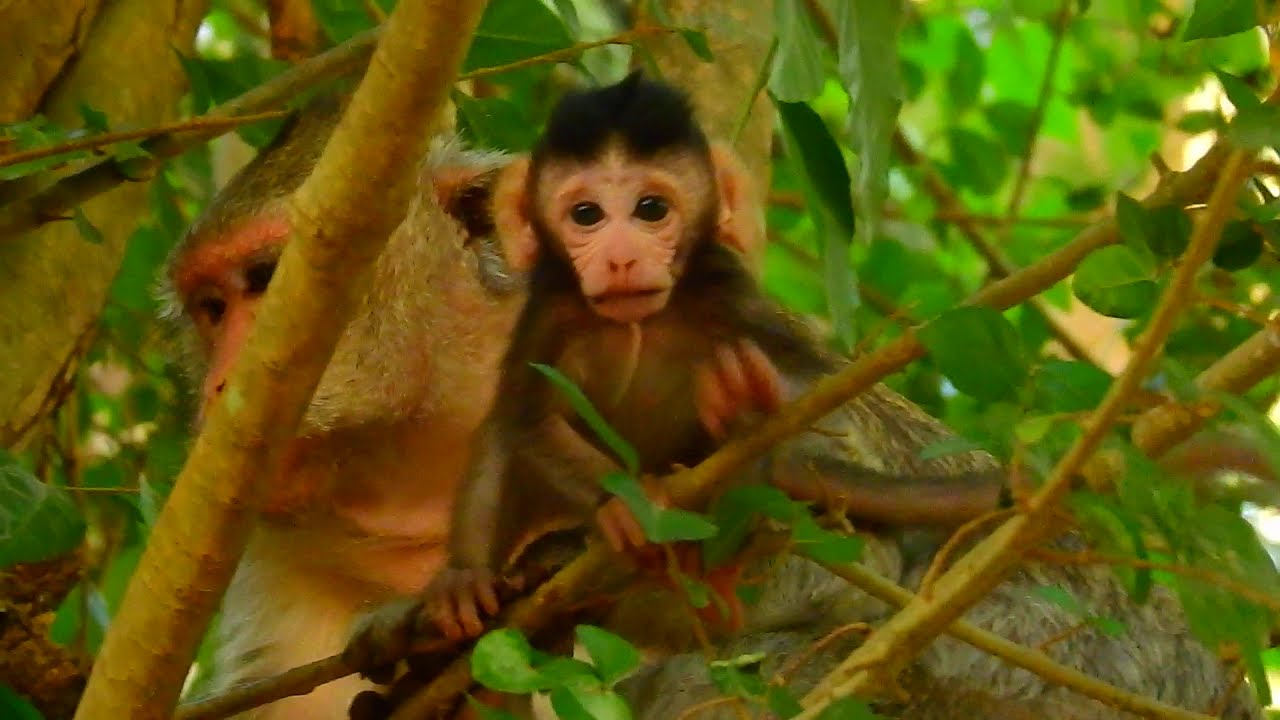Most dreadful pulling baby monkey backwards longest of the year - YouTube