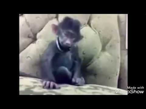 Bebek gibi gülen maymun