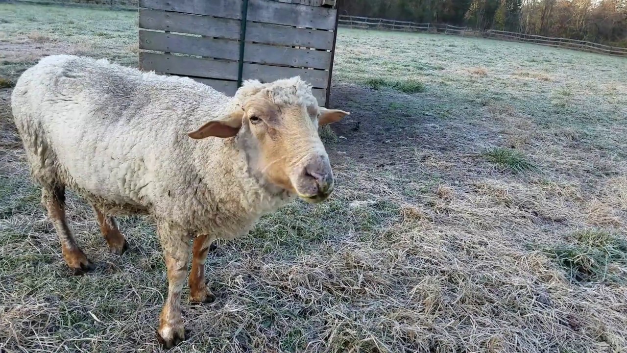 Tunis Sheep Regurgitating Cud - YouTube