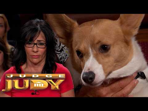Neighbor Denies Corgi Attack!