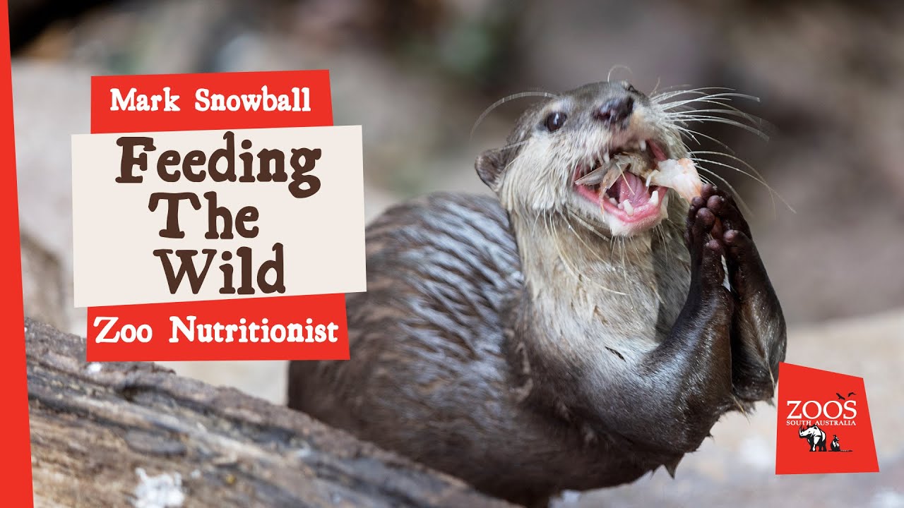 What Do Zoo Animals Really Eat? Meet the Man Behind the Menu - YouTube