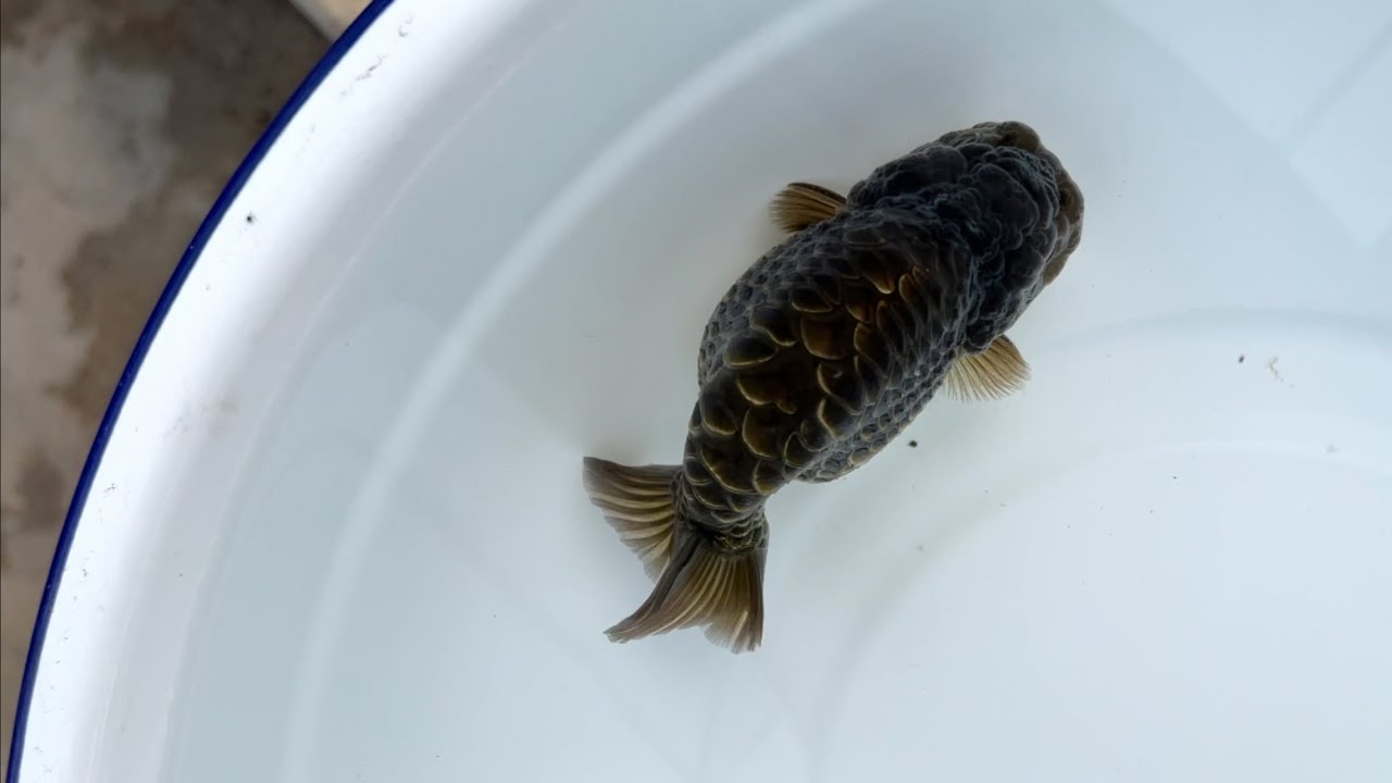 16784 Black Dragon Scale Ranchu - YouTube