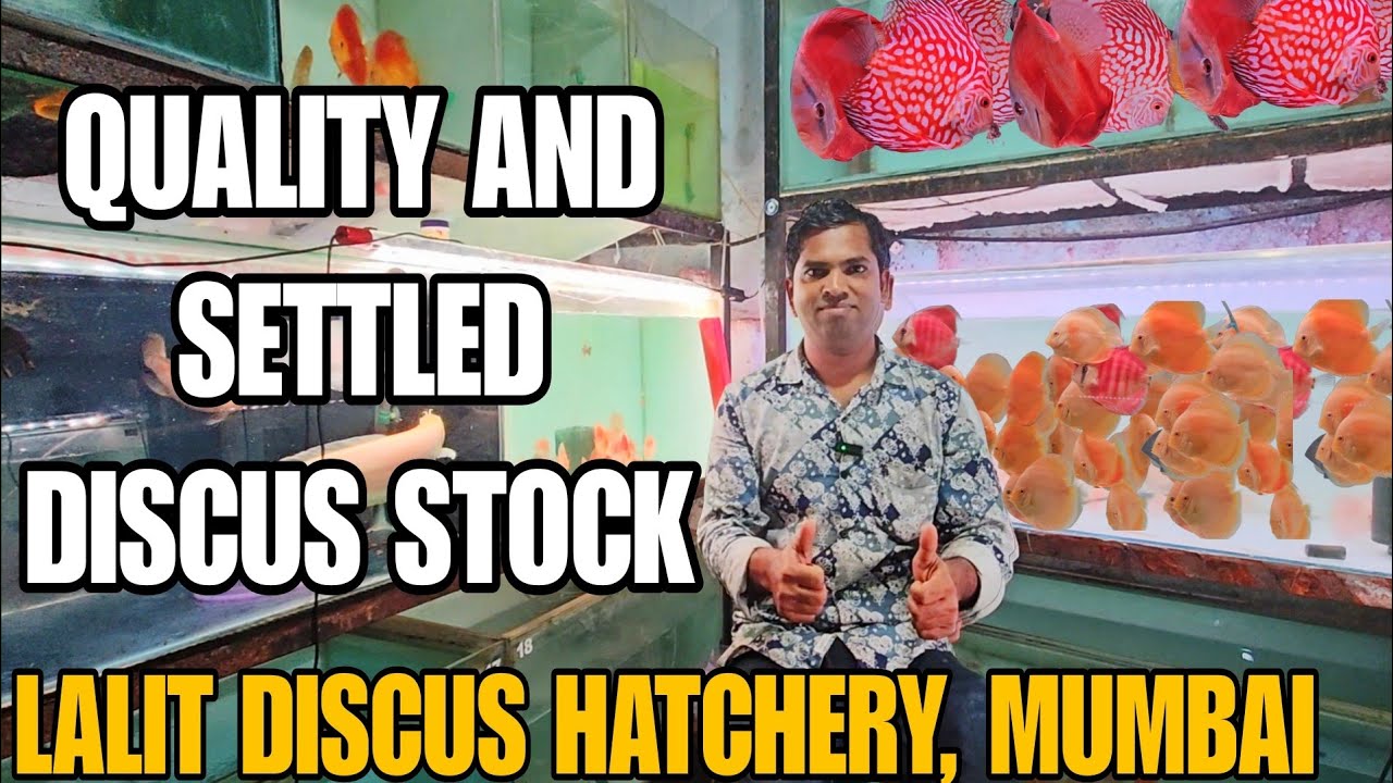 Quality and Settled Discus Fish Stock | Lalit Discus Hatchery In Mumbai ...