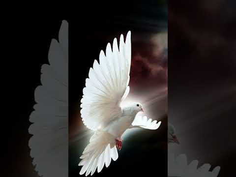 Yağız Gelgeç - Aç Kanatlarını