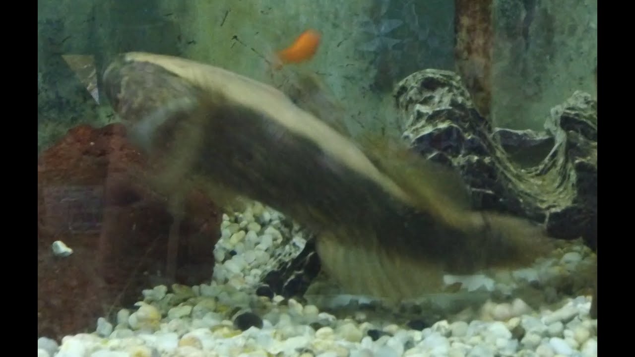 Water Cow (Sleeper Goby) Eating Feeder Goldfish - DJI Osmo at SNT - 4k ...